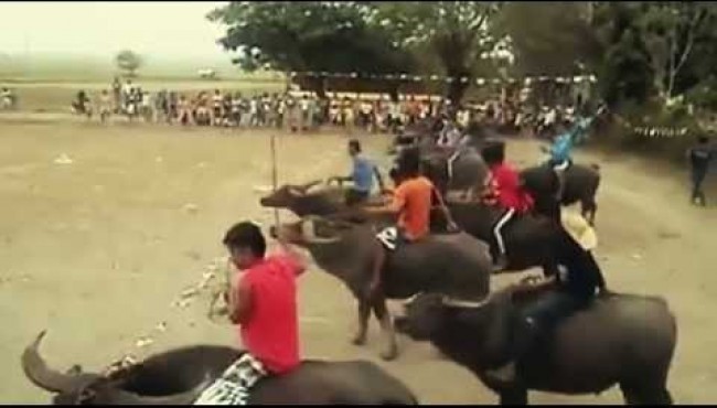 Amazing Carabao Racing only in the Philippines Funny » Trending.ph
