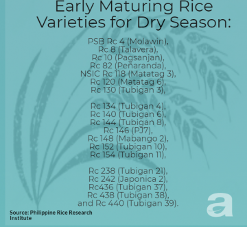 AgriNow: Early Maturing Varieties of Rice for Dry Season » Trending.ph