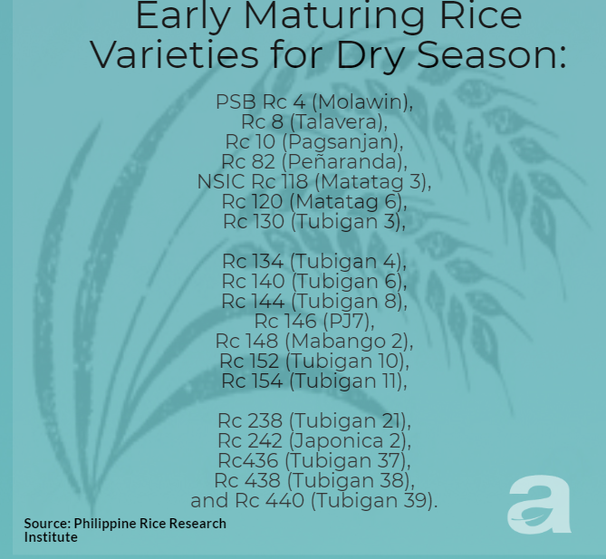 AgriNow: Early Maturing Varieties of Rice for Dry Season » Trending.ph