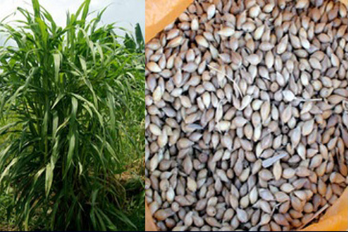 DA-MIMAROPA Developed Adlay Sweet Cone » Trending.ph