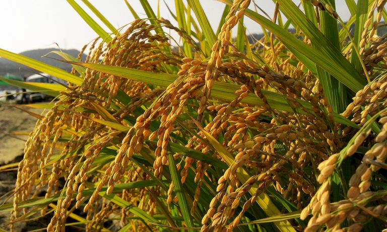 DA urged farmers to plant high quality of rice variety amid of liberal ...