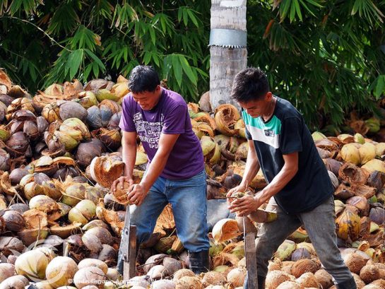Youth to sell fresh coconuts in Manila for summer » Trending.ph