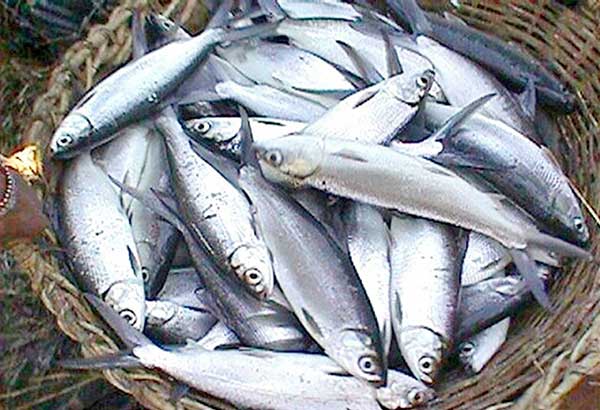 MinDA to assist on improving milkfish production » Trending.ph